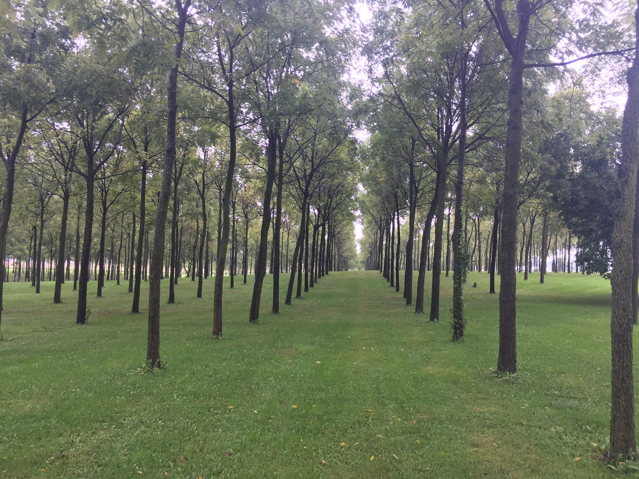 Planting for the Future: Why Purdue HTIRC Elite Selection Trees Belong ...